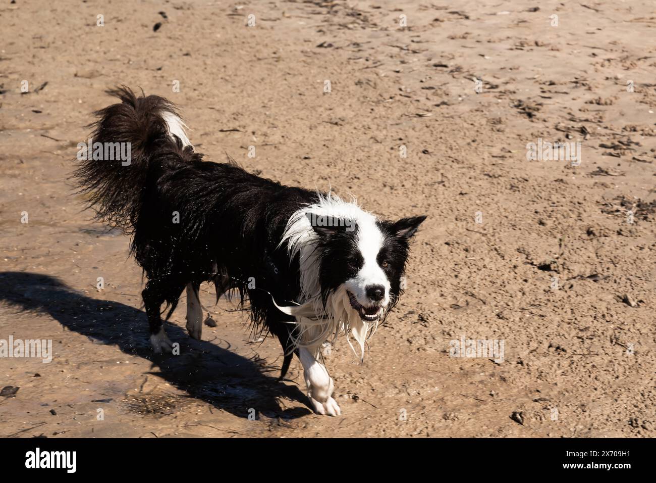 Border Collie swimming Bayview Dog Park, Rowland Reserve, Bayview ...