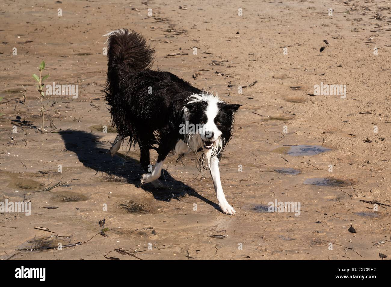 Border Collie swimming Bayview Dog Park, Rowland Reserve, Bayview ...