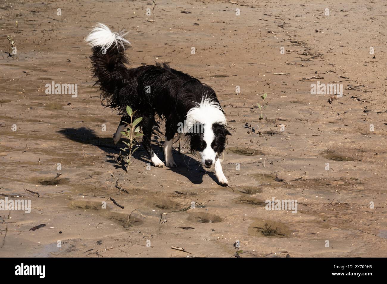 Border Collie swimming Bayview Dog Park, Rowland Reserve, Bayview ...