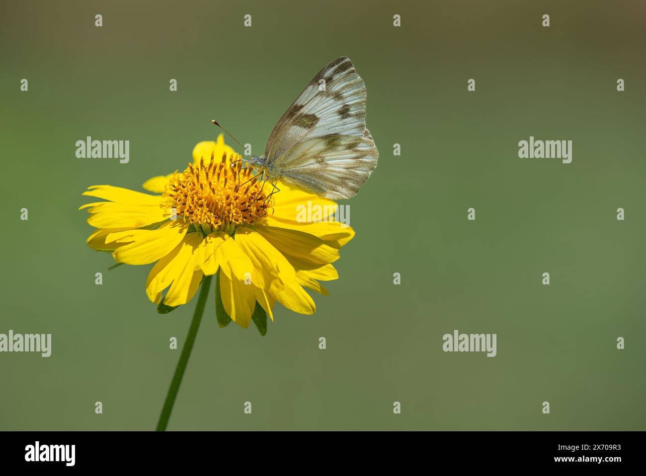 Checkered White (Pontia protodice) butterfly feeding on Golden ...