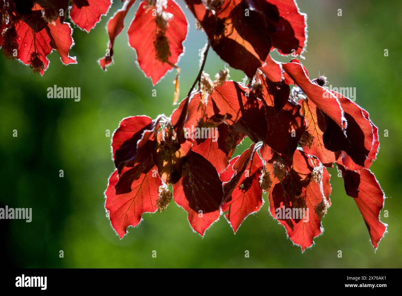 European Beech, Fagus sylvatica, Red, Leaves, Foliage Stock Photo - Alamy