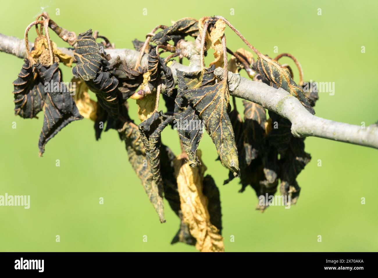 Dove Tree Davidia involucrata var. vilmoriniana Leaves Burned by Frost ...