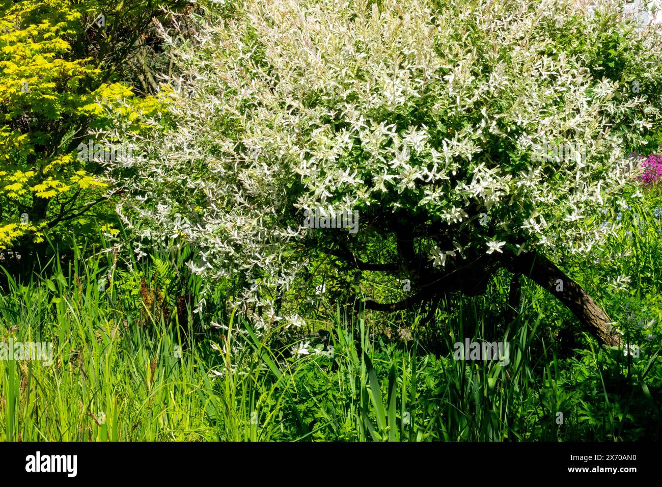 Hakuro nishiki hi-res stock photography and images - Alamy