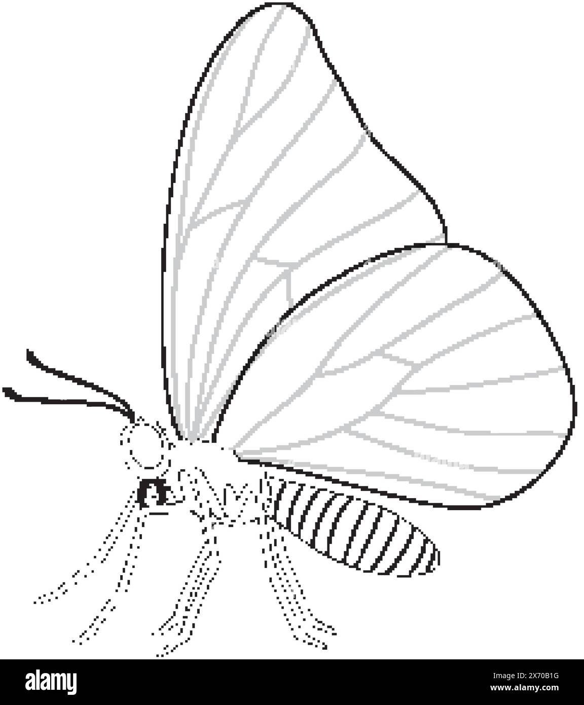 Simple vector drawing of a butterfly in flight Stock Vector Image & Art ...