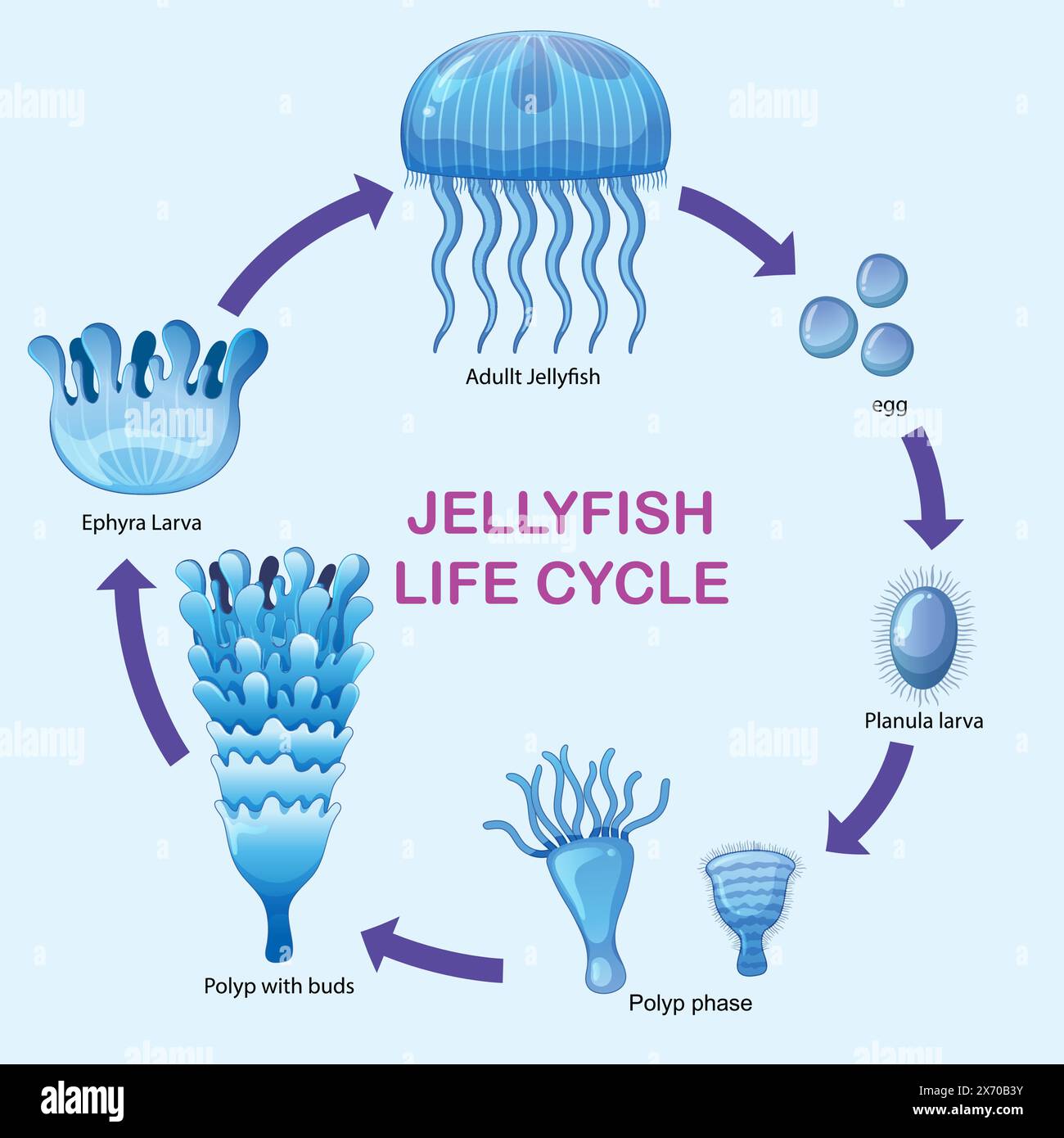 Illustration of jellyfish developmental stages Stock Vector Image & Art ...