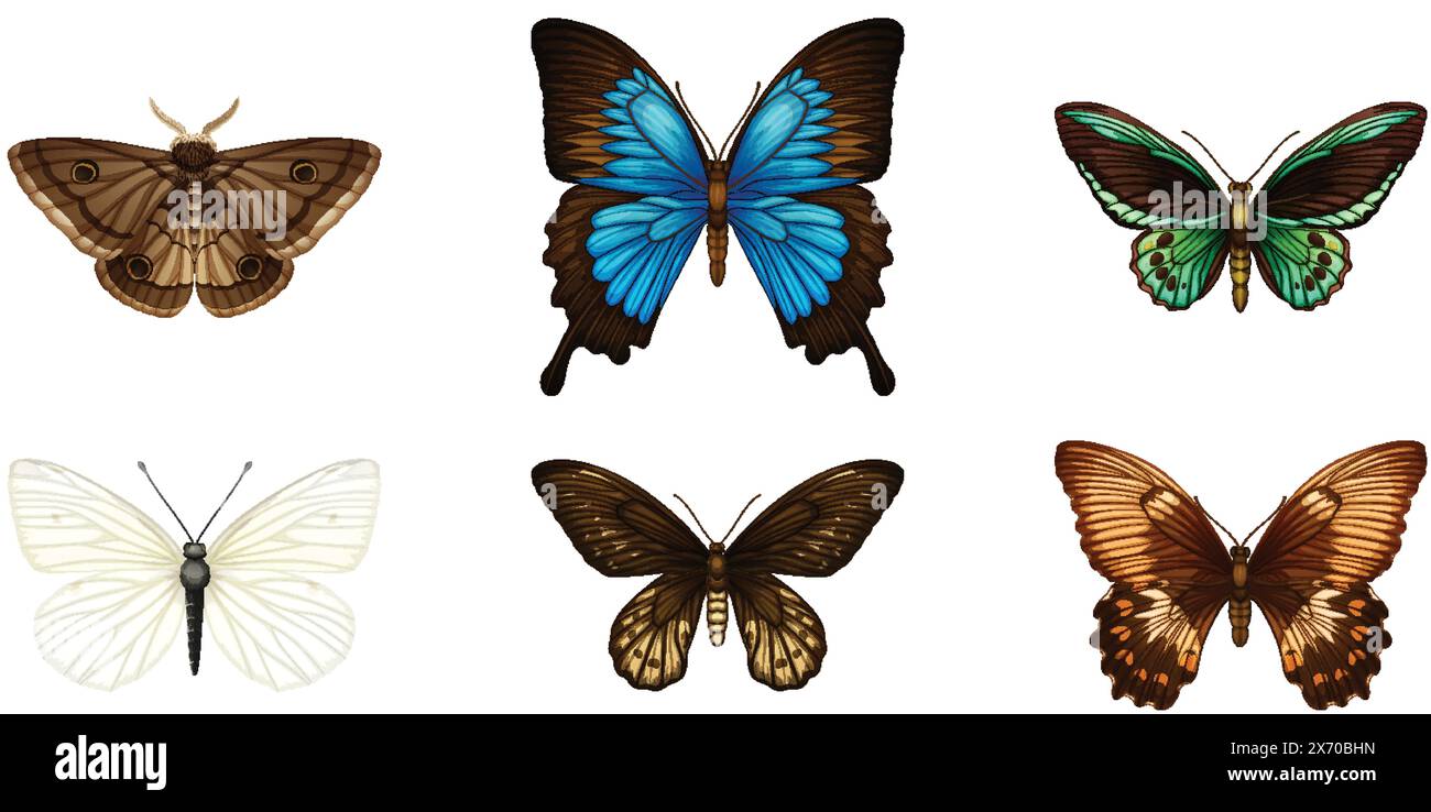 Collection of six different butterfly vector illustrations Stock Vector ...