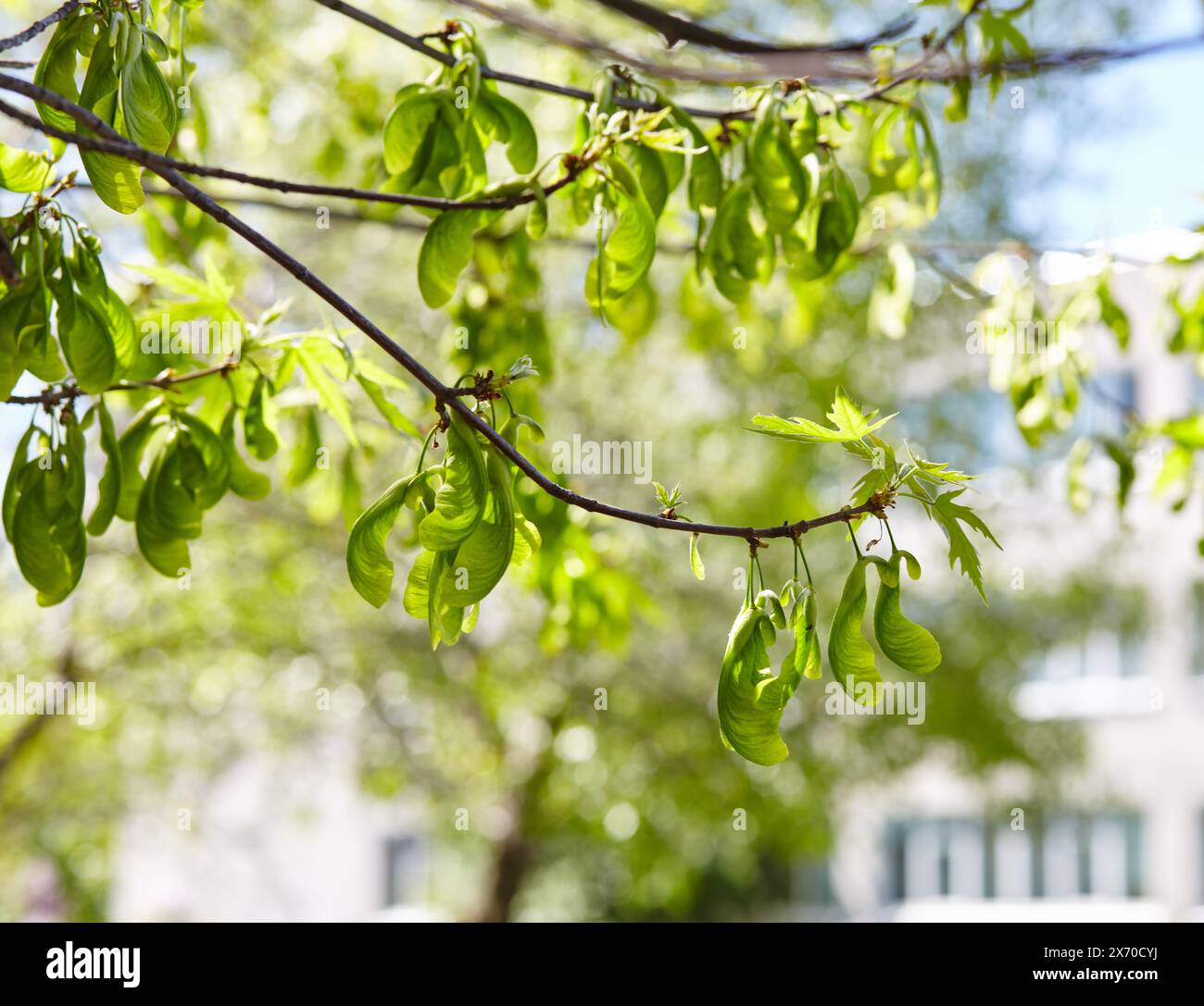 Leaves and seeds of Box elder (Acer negundo) or ash-leaved maple at ...