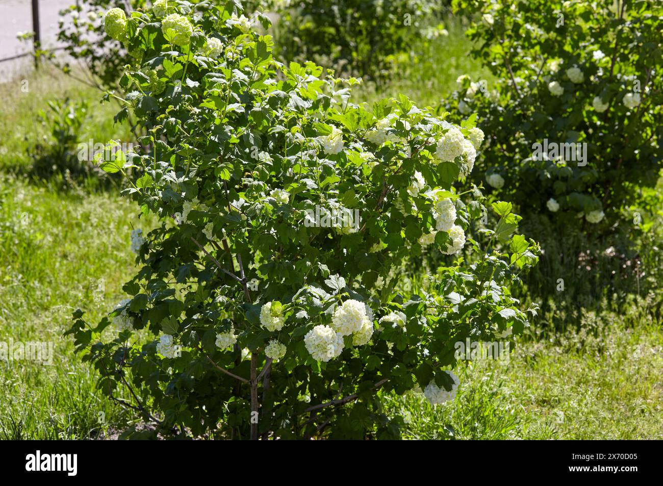 Beautiful white balls of blooming Viburnum opulus Roseum in a spring ...