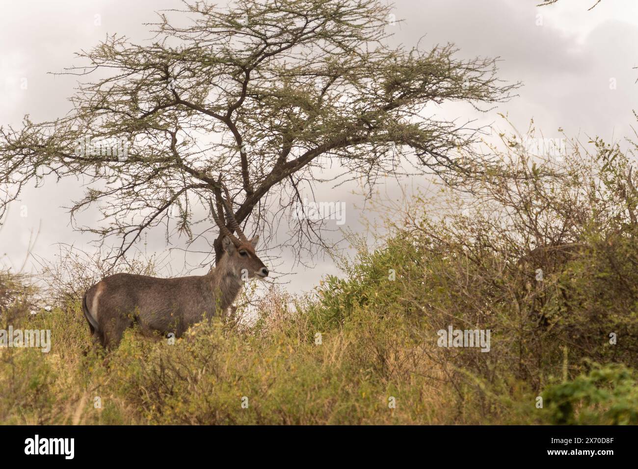Common Waterbuck,Kobus ellipsiprymnus, Bovidae, Buffalo Spring Reserve ...