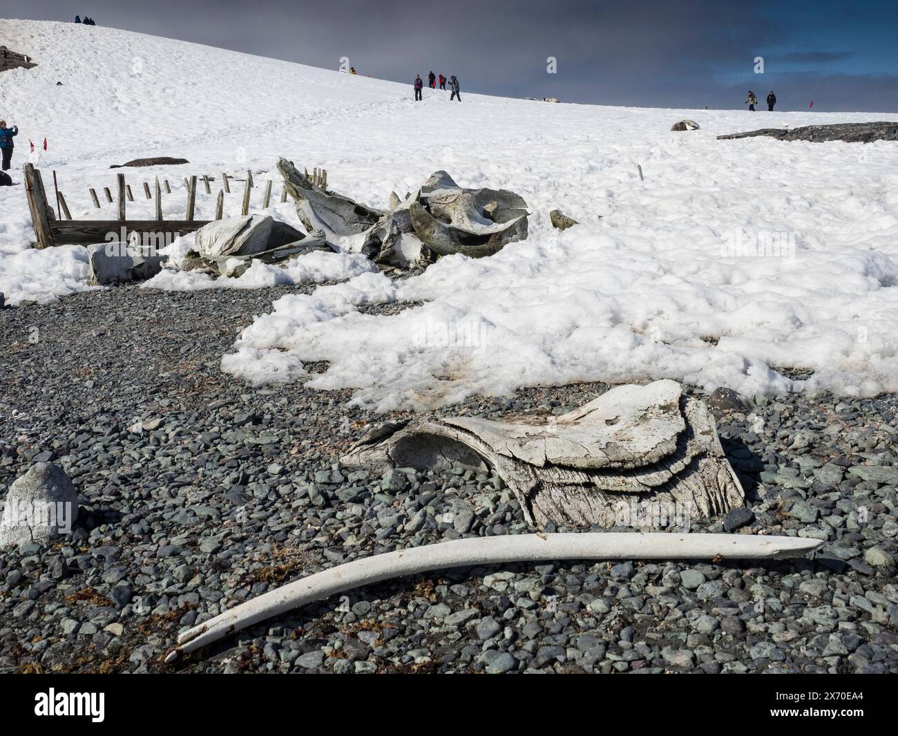 Tourist on the ice above a whaling boat ruin on D’Hainaut Island ...