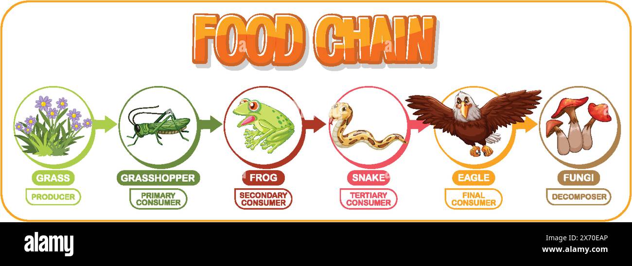 Depicts a simple food chain process Stock Vector Image & Art - Alamy