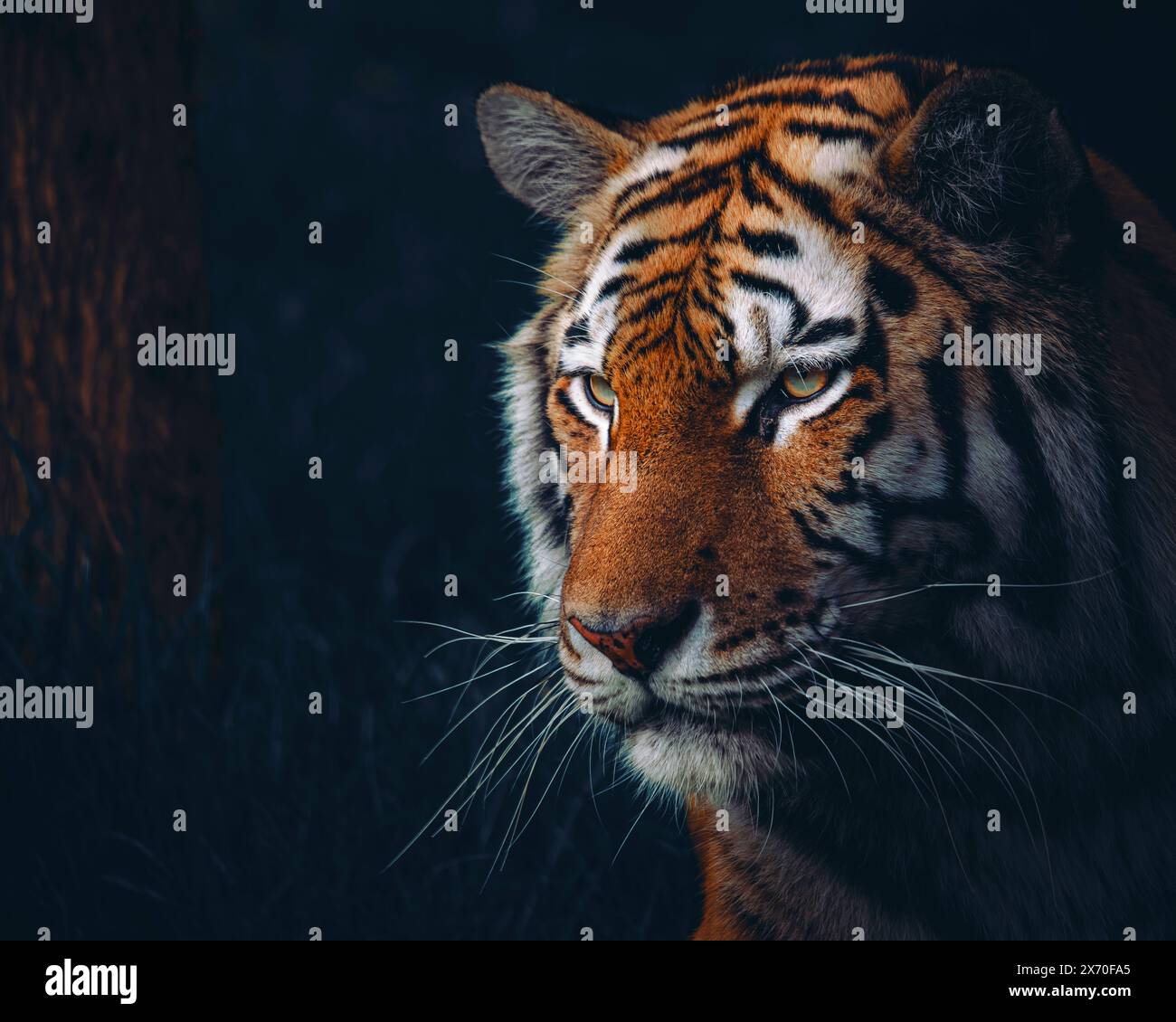 majestic tiger close up Stock Photo - Alamy