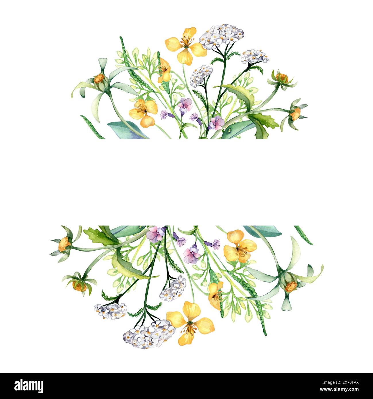 Frame of wild medicinal plant, herbs watercolor illustration isolated ...