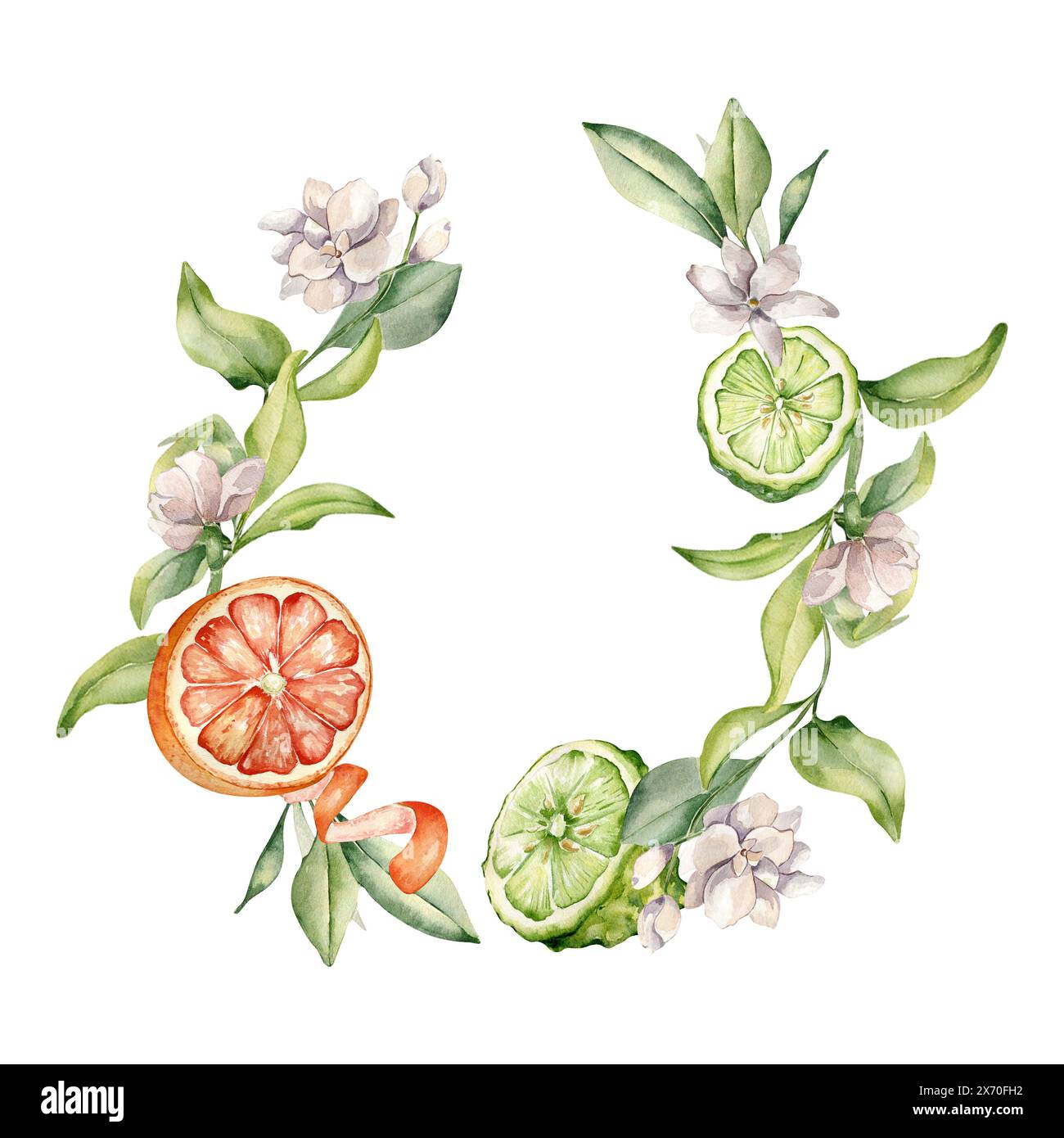 Bergamot citrus fruits with jasmine flowers watercolor isolated in wreath. Grapefruit juicy ripe ...