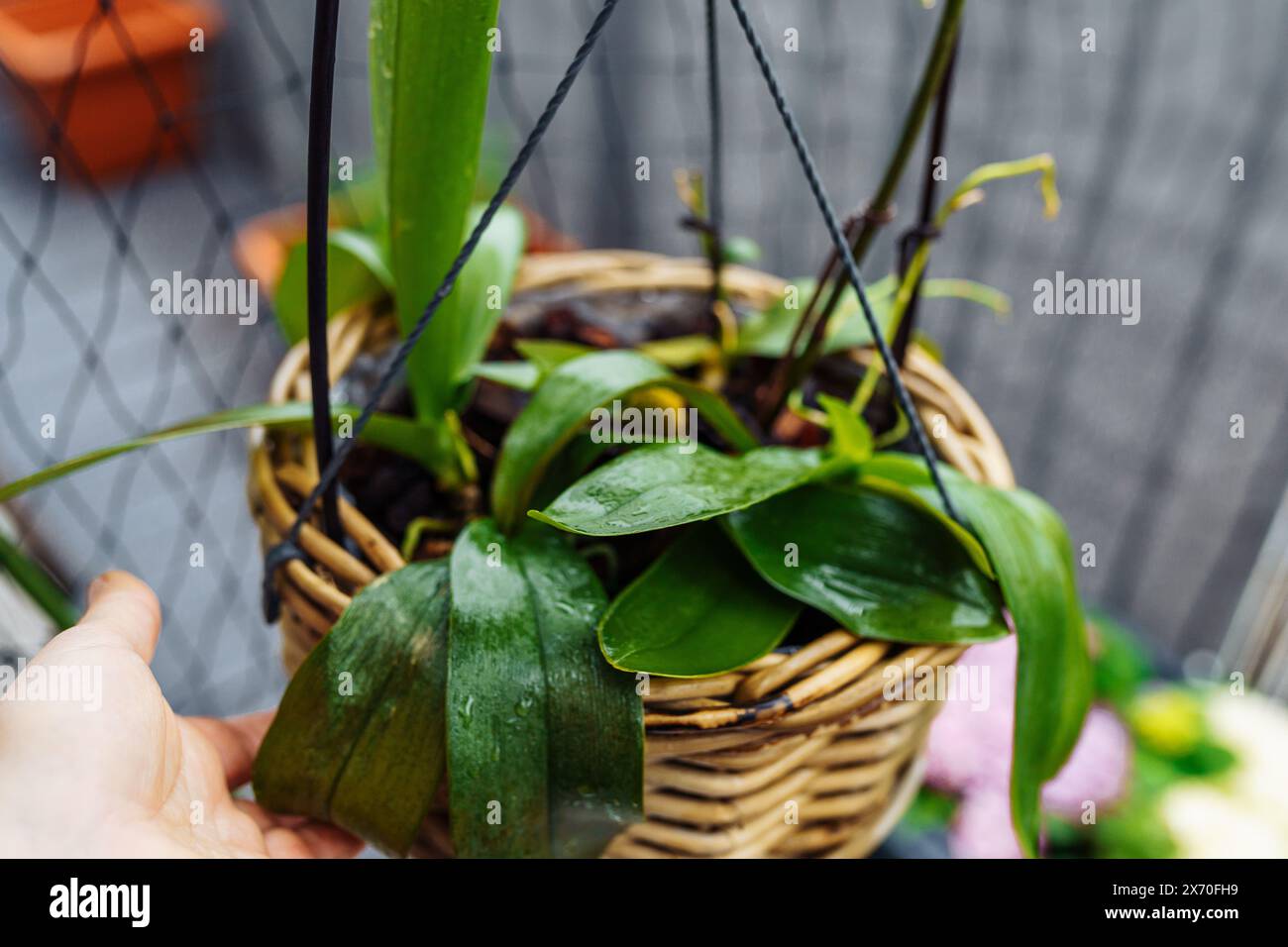 Phalaenopsis orchids planted in wicker basket in flower pot in rain on ...