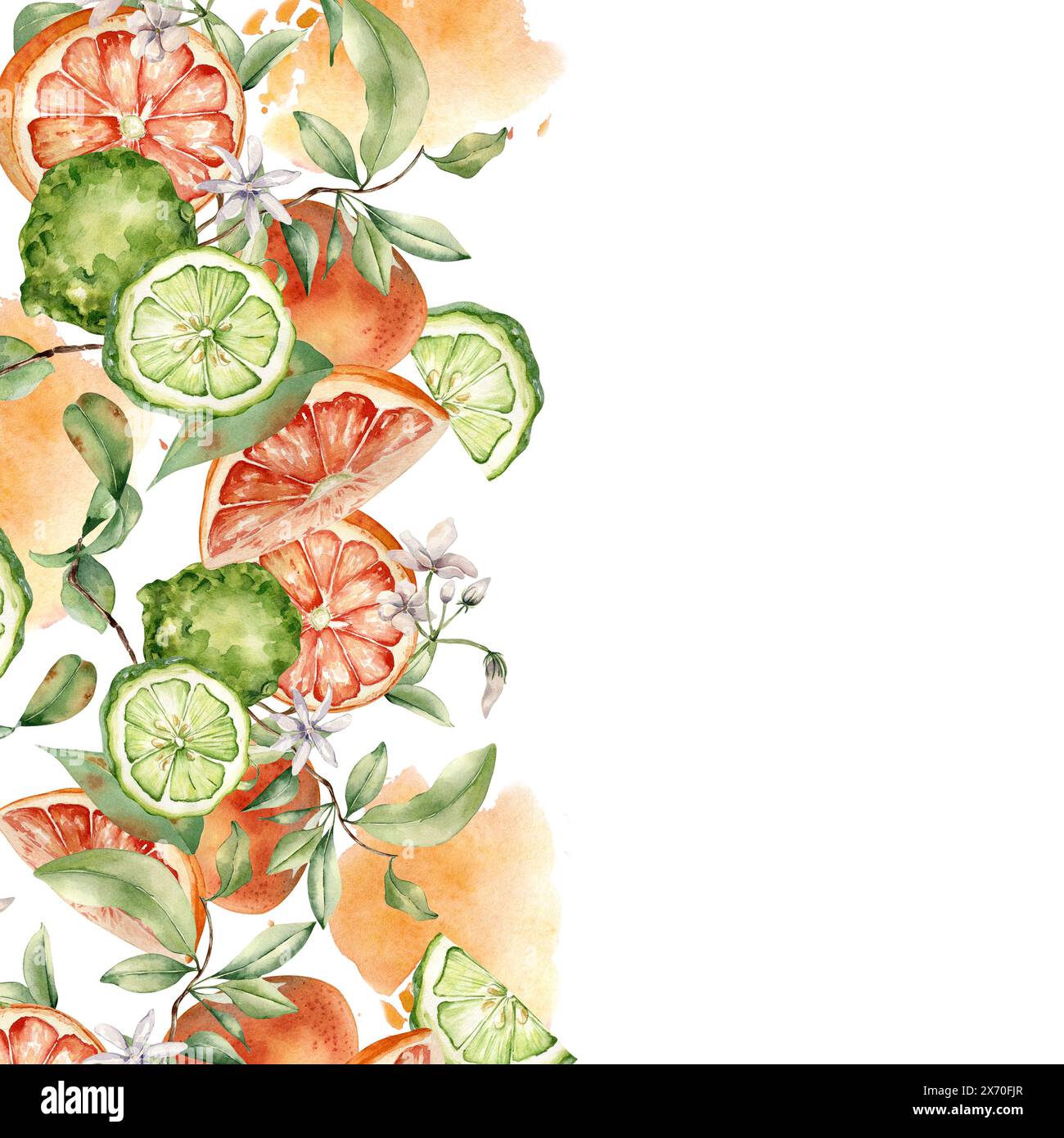 Bergamot and grapefruit citrus fruits with jasmine flowers on watercolor stains isolated ...