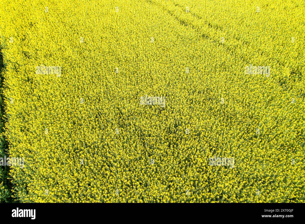 aerial view with drone of a canola field, rapeseed cultivation Stock ...