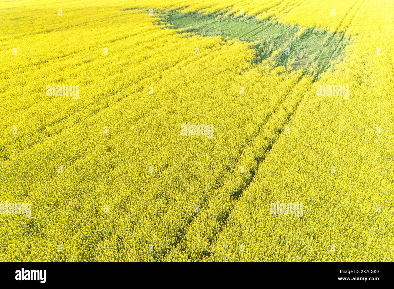 Rapeseed field aerial view hi-res stock photography and images - Alamy