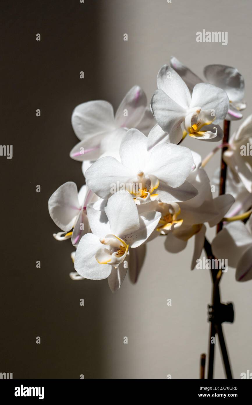 Wite orchids hi-res stock photography and images - Alamy