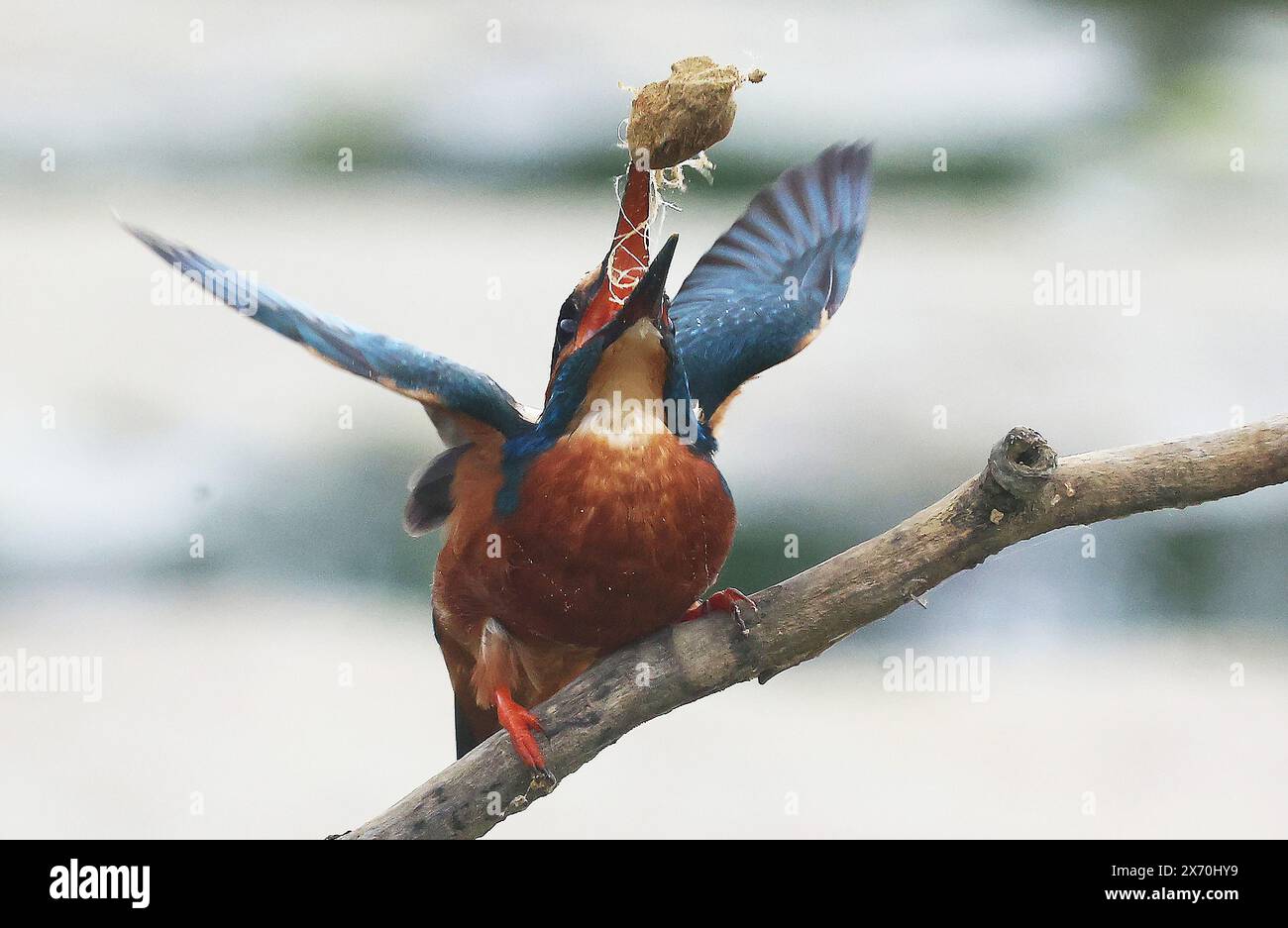 Kingfisher at RSPB Rainham Marshes Nature Reserve , Purfleet, Essex ...