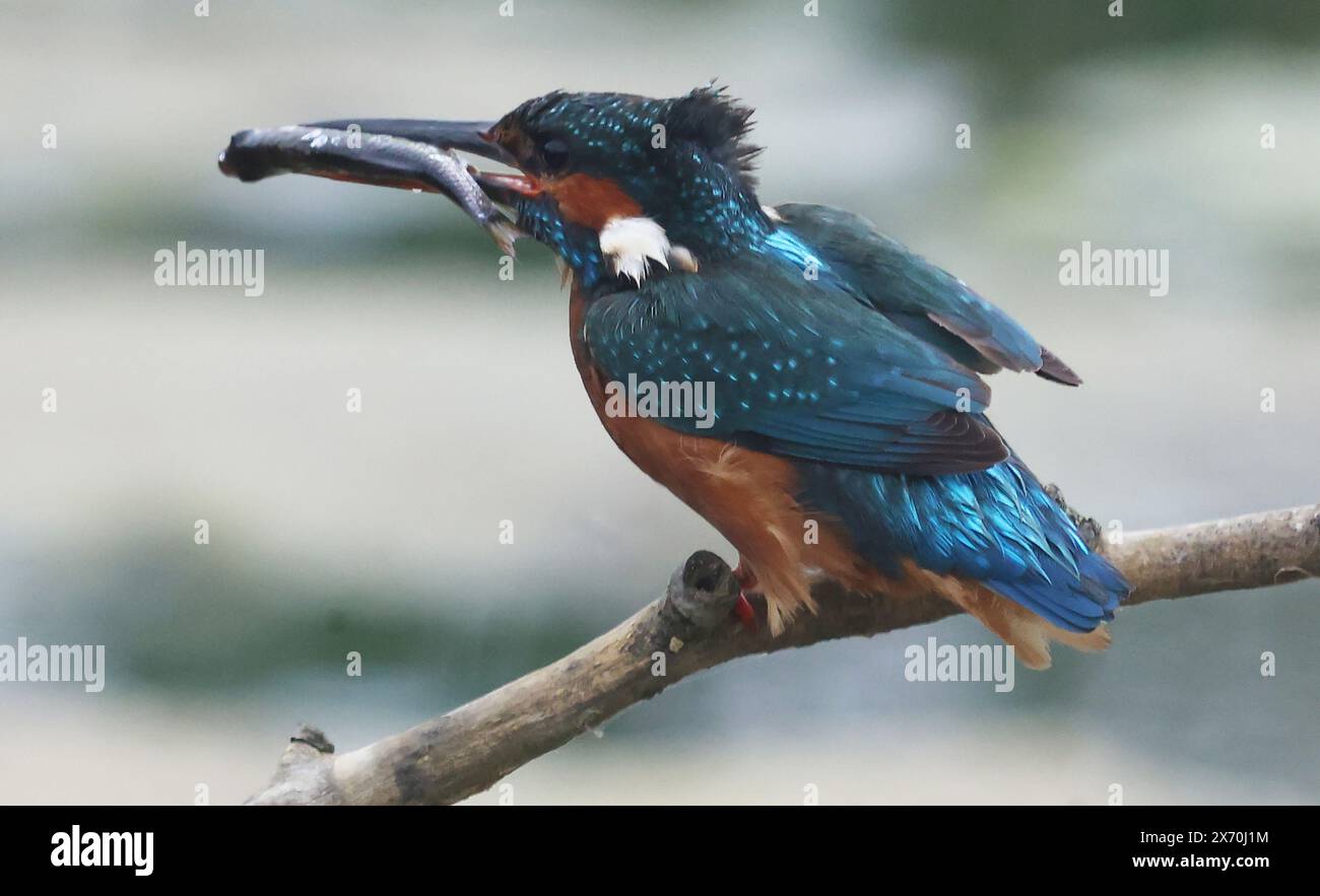 Kingfisher with fish at RSPB Rainham Marshes Nature Reserve , Purfleet ...