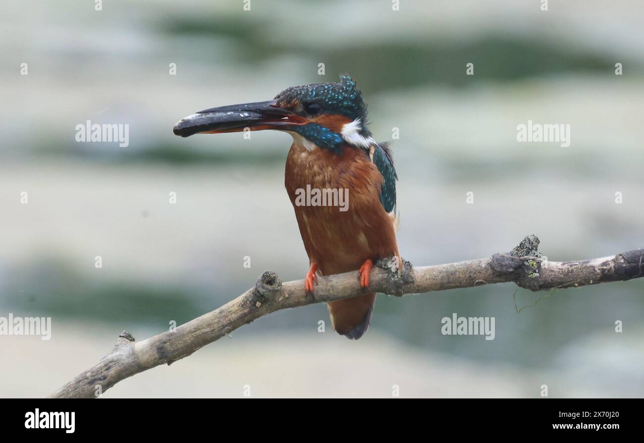 Kingfisher with fish at RSPB Rainham Marshes Nature Reserve , Purfleet ...