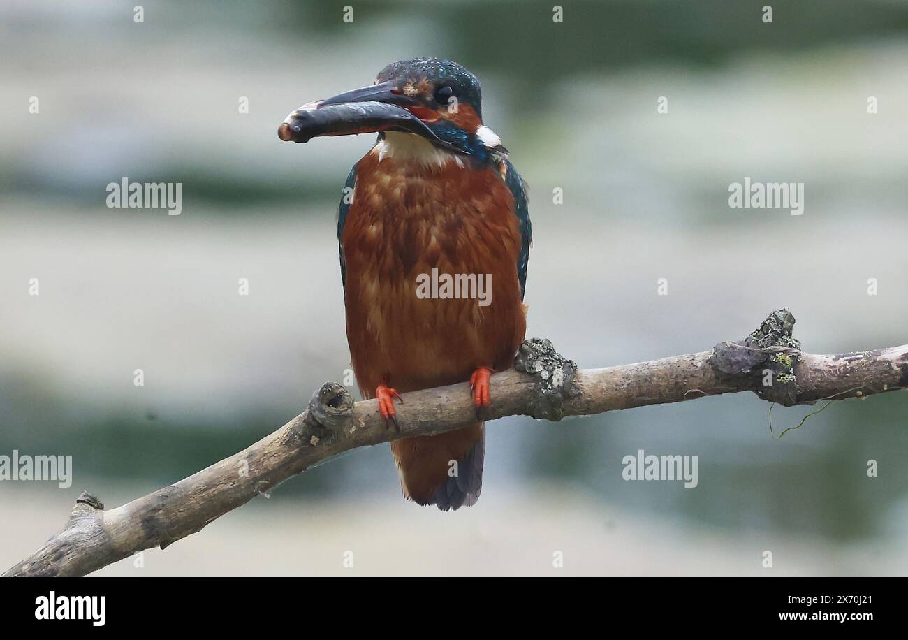 Kingfisher with fish at RSPB Rainham Marshes Nature Reserve , Purfleet ...