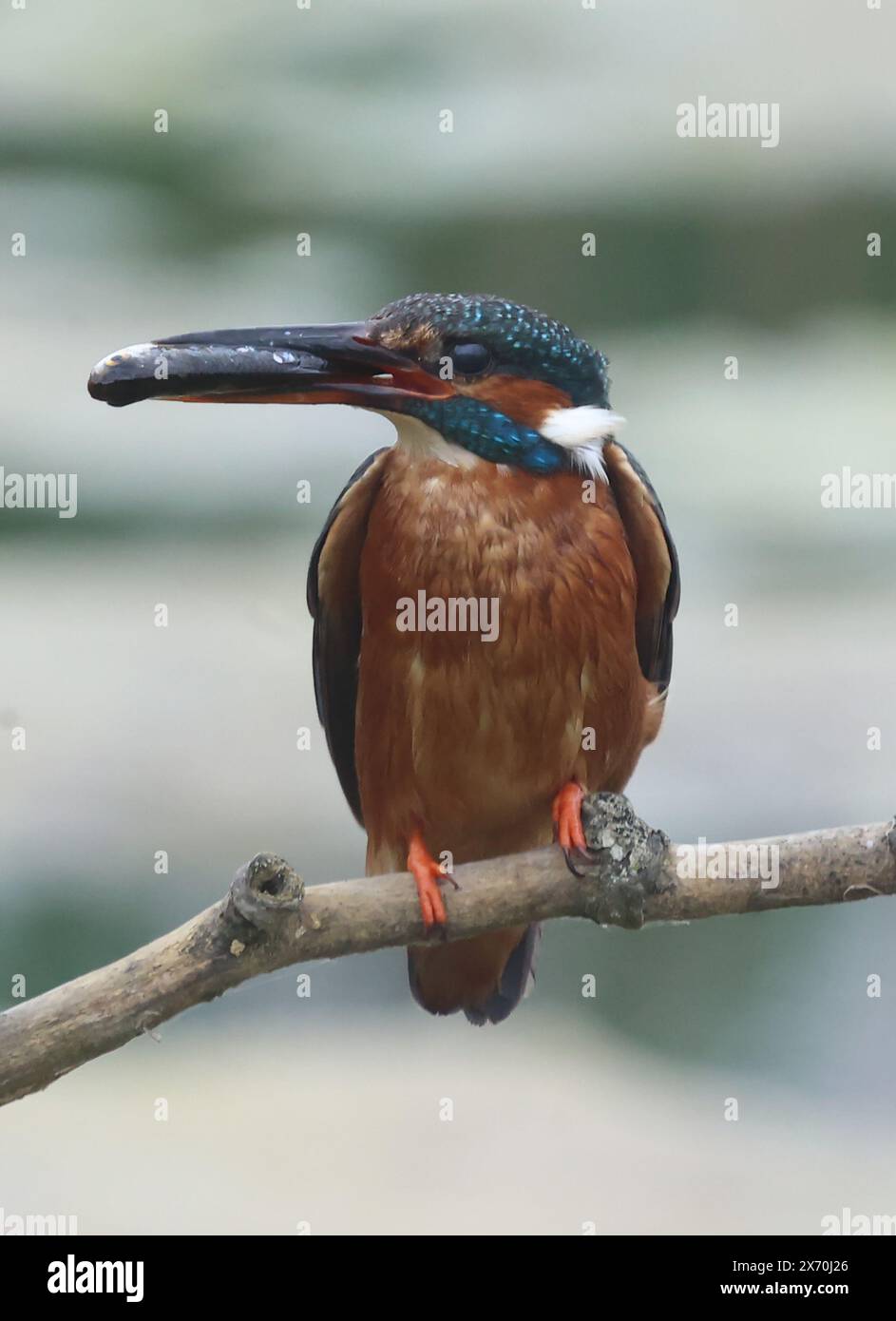 Kingfisher with fish at RSPB Rainham Marshes Nature Reserve , Purfleet ...
