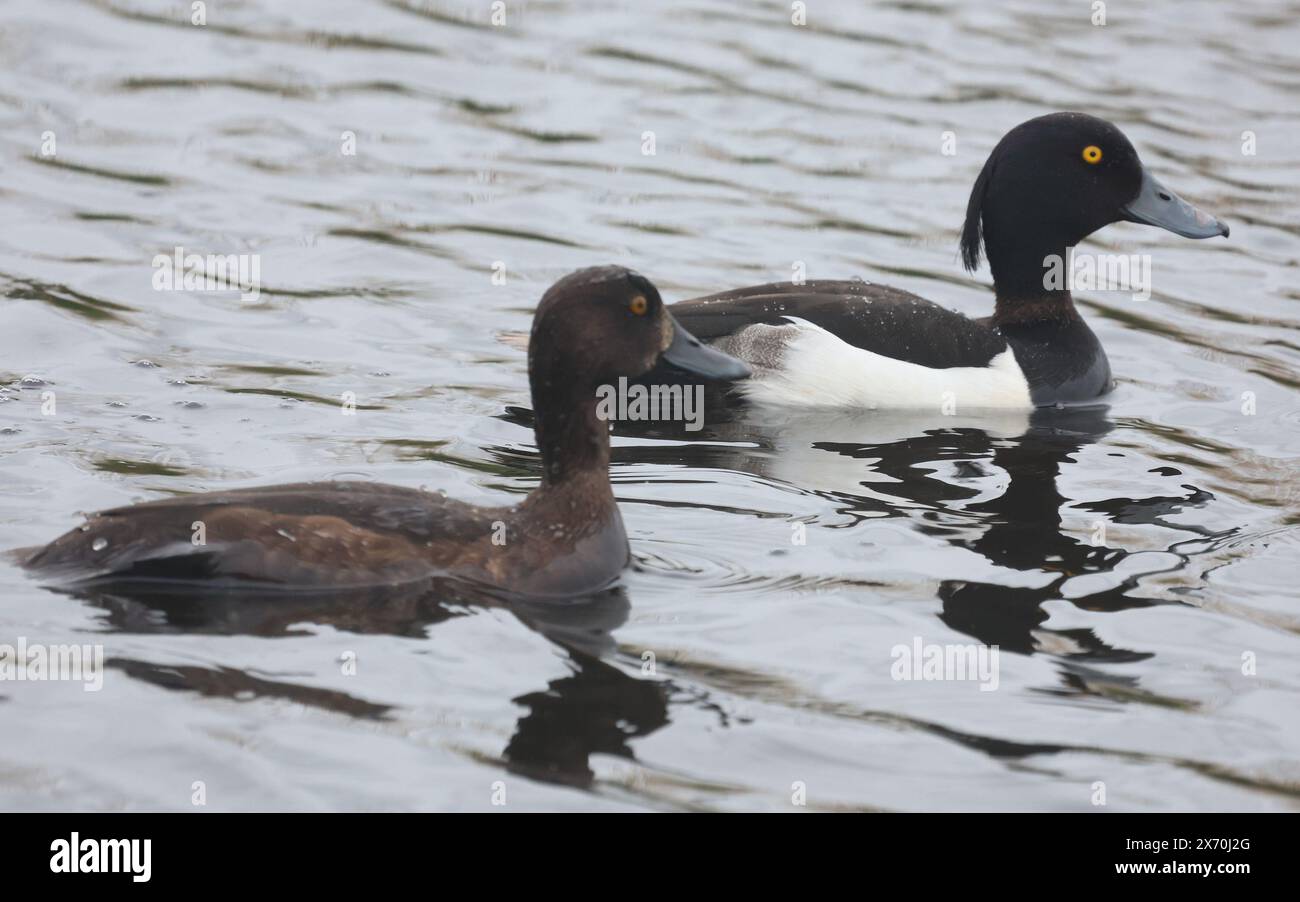Tufted Duck Female and Male in water at RSPB Rainham Marshes Nature ...
