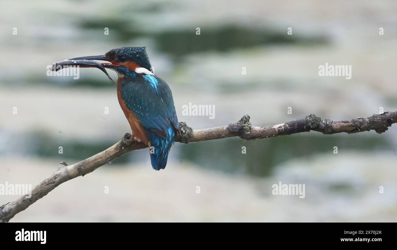 Kingfisher with fish at RSPB Rainham Marshes Nature Reserve , Purfleet ...