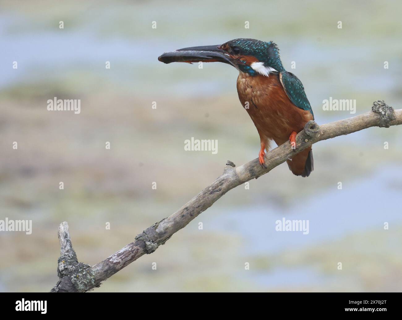 Kingfisher with fish at RSPB Rainham Marshes Nature Reserve , Purfleet ...