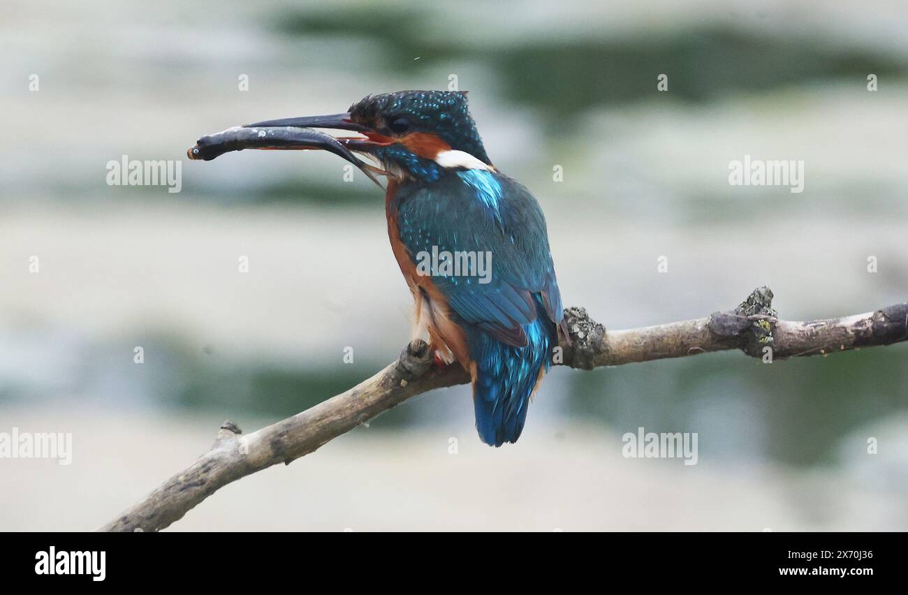 Kingfisher with fish at RSPB Rainham Marshes Nature Reserve , Purfleet ...