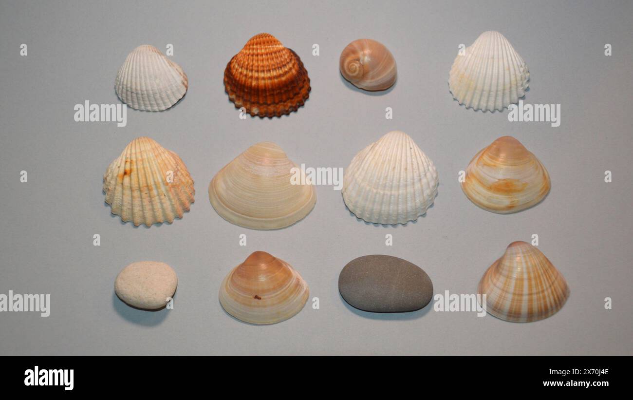 Collection of sea shells and stones - Forte dei Marmi - Tuscany - Italy ...