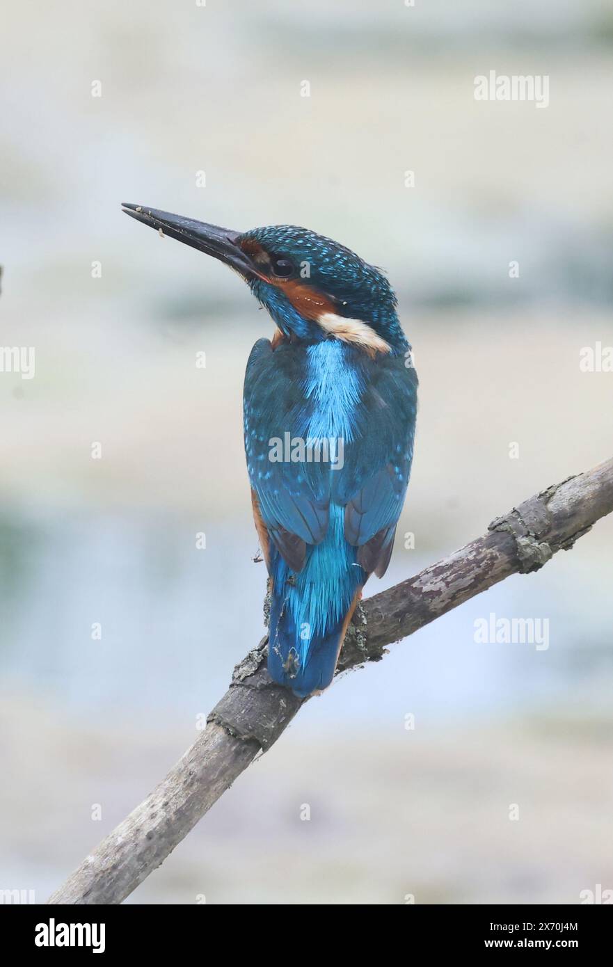 Kingfisher at RSPB Rainham Marshes Nature Reserve , Purfleet, Essex ...