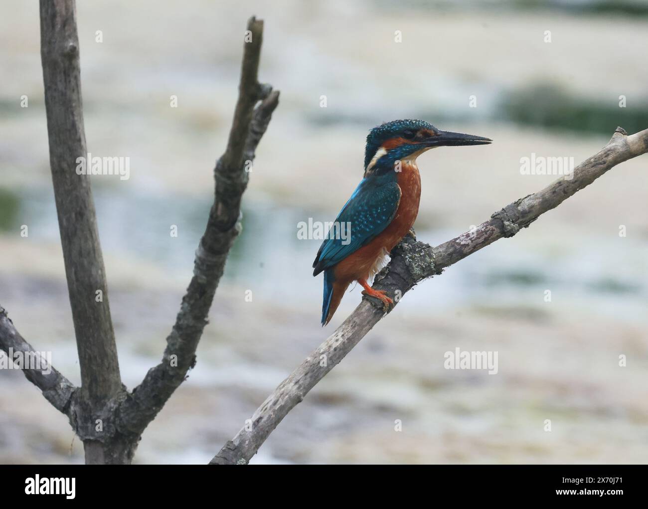 Kingfisher at RSPB Rainham Marshes Nature Reserve , Purfleet, Essex ...