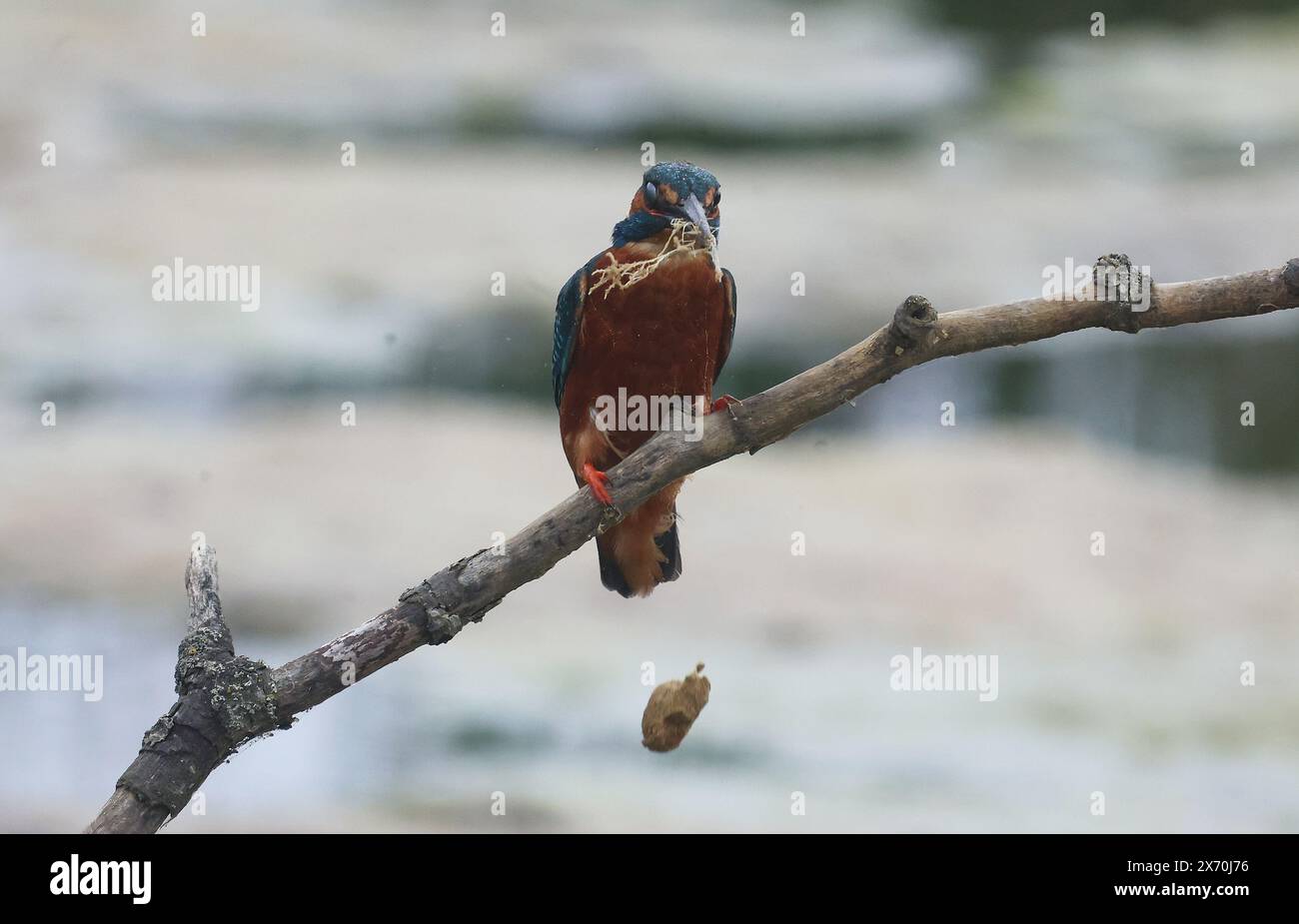 Kingfisher at RSPB Rainham Marshes Nature Reserve , Purfleet, Essex ...