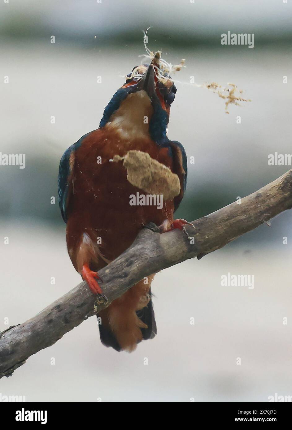 Kingfisher at RSPB Rainham Marshes Nature Reserve , Purfleet, Essex ...