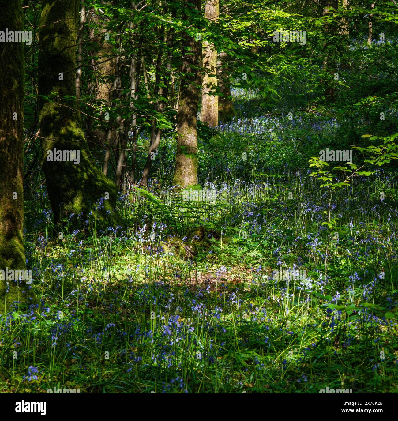 Woodland scene with bluebells and sunlight in early May Stock Photo - Alamy