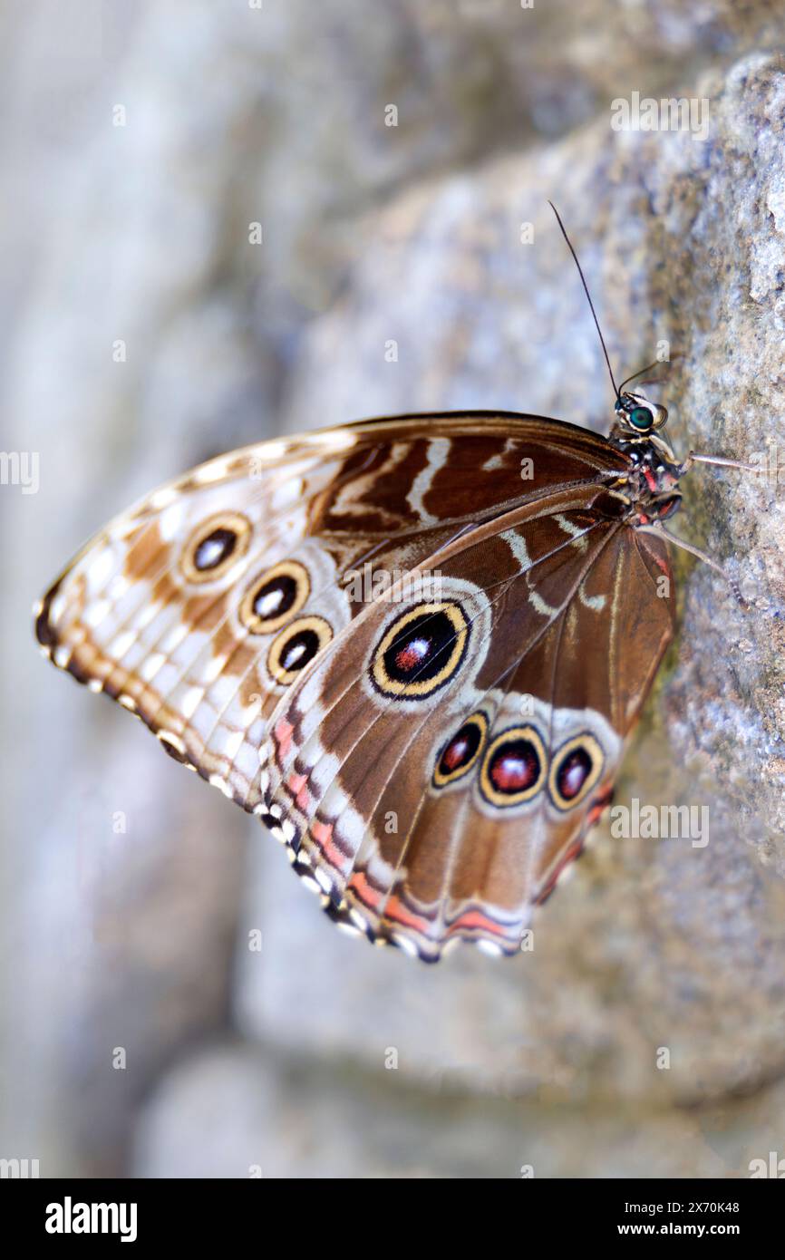 Beautiful menelaus blue morpho hi-res stock photography and images - Alamy