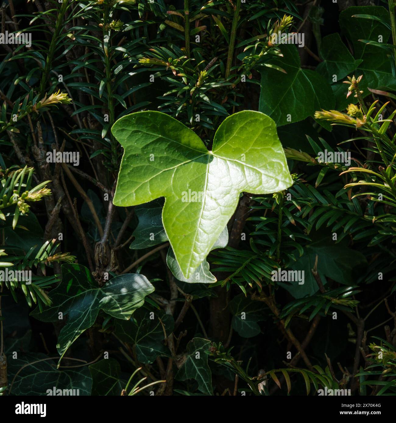 Common ivy leaf in full sun highlighted against the dark background of ...