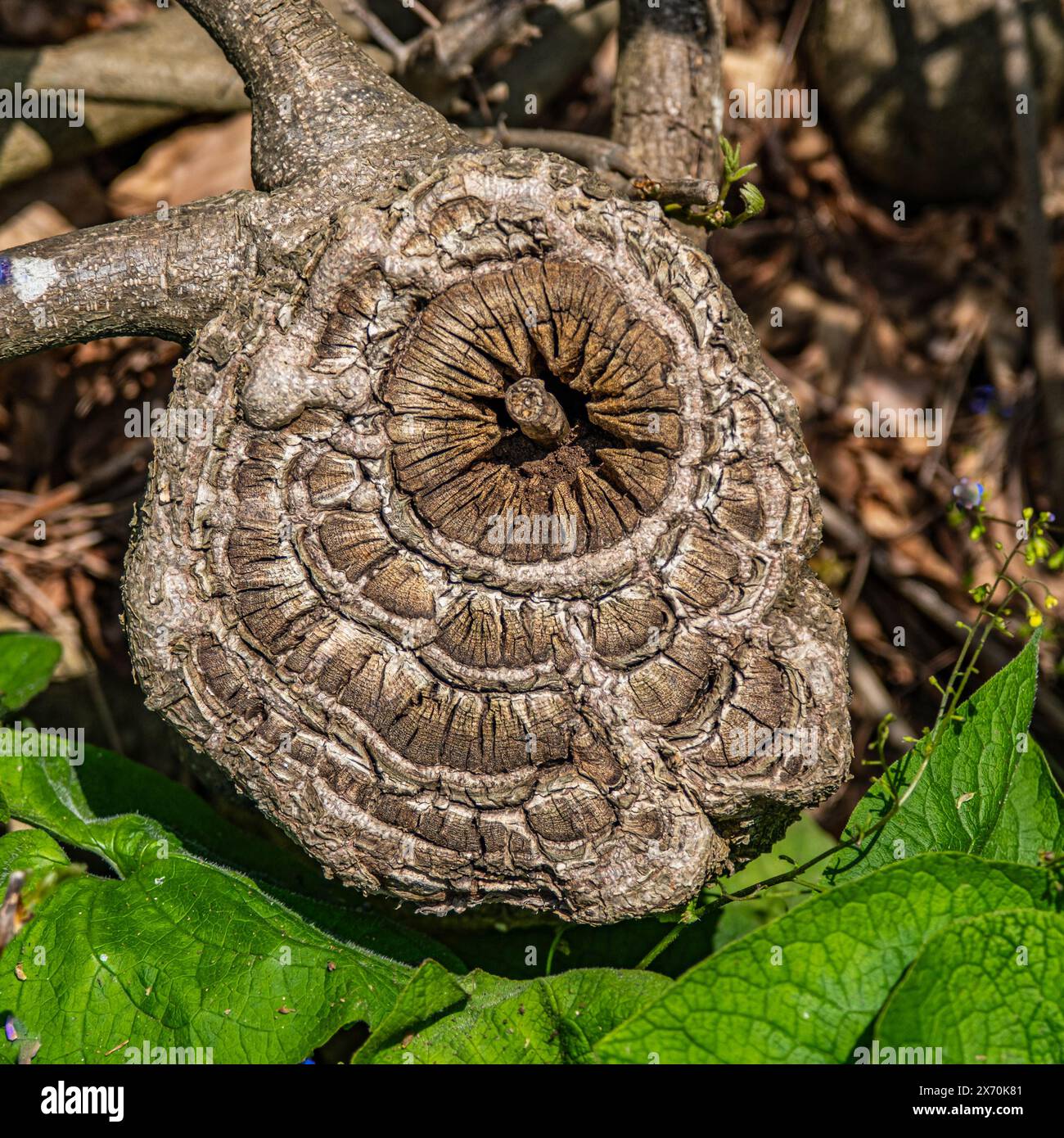 Cut back main stem of a wisteria showing pattern of growth Stock Photo ...