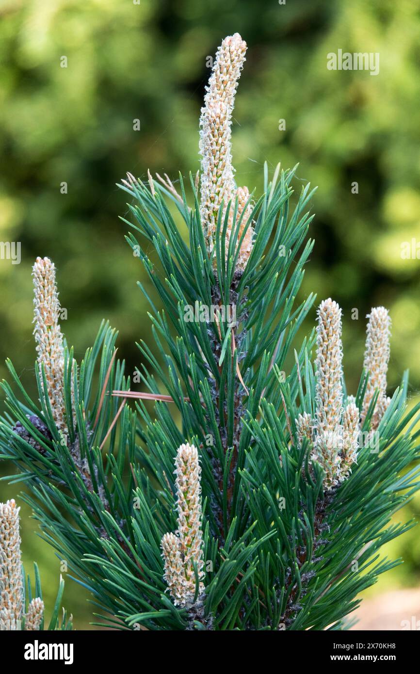 Mountain Pine Pinus montana, Pinus mugo "Hesse" Branches, Conifer Plant ...