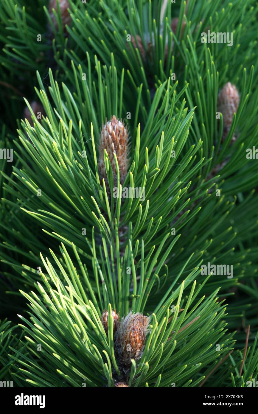 Pinus heldreichii compact hi-res stock photography and images - Alamy