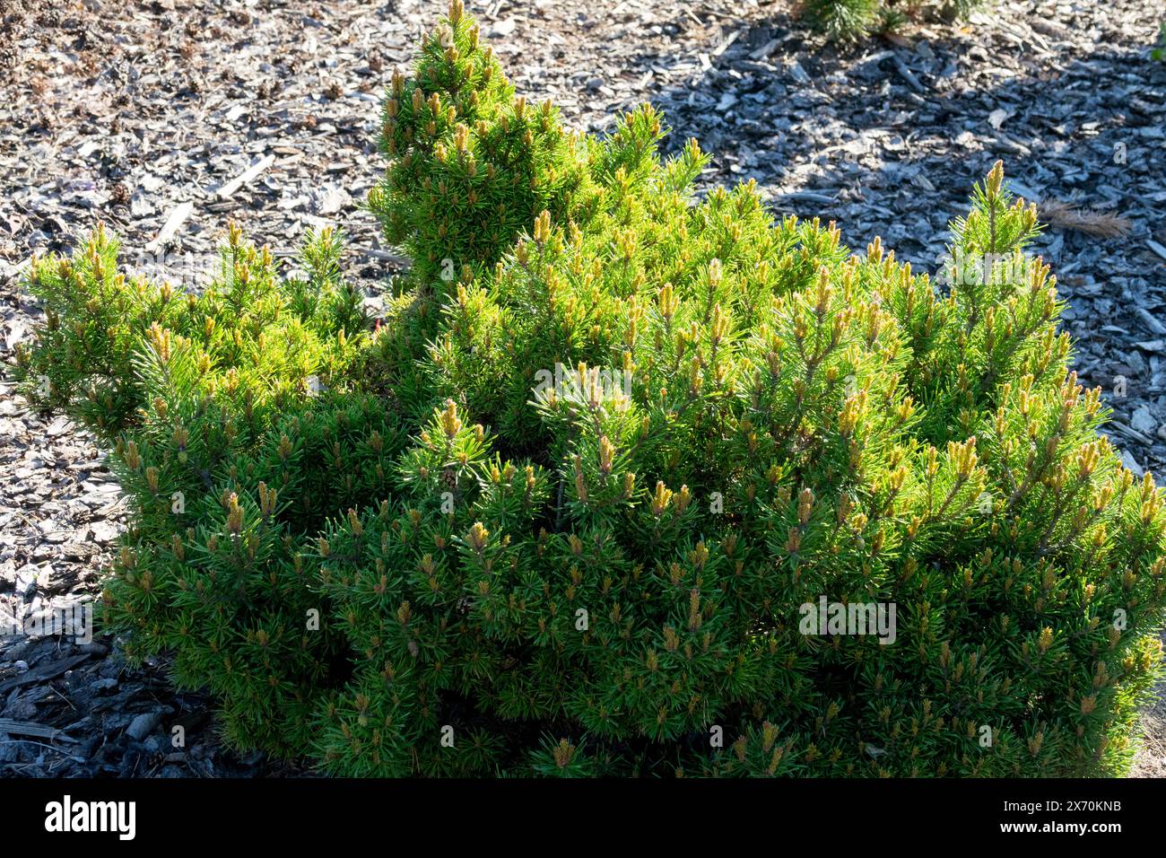 Hardy, Low, Pinus sylvestris "Longmoore", Garden, Conifer Scots Pine ...