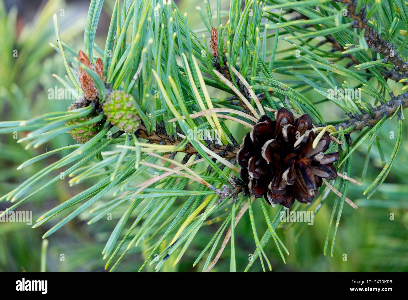 Scots Pine Cone Female, Pinus sylvestris "Varggald" Branch Stock Photo ...