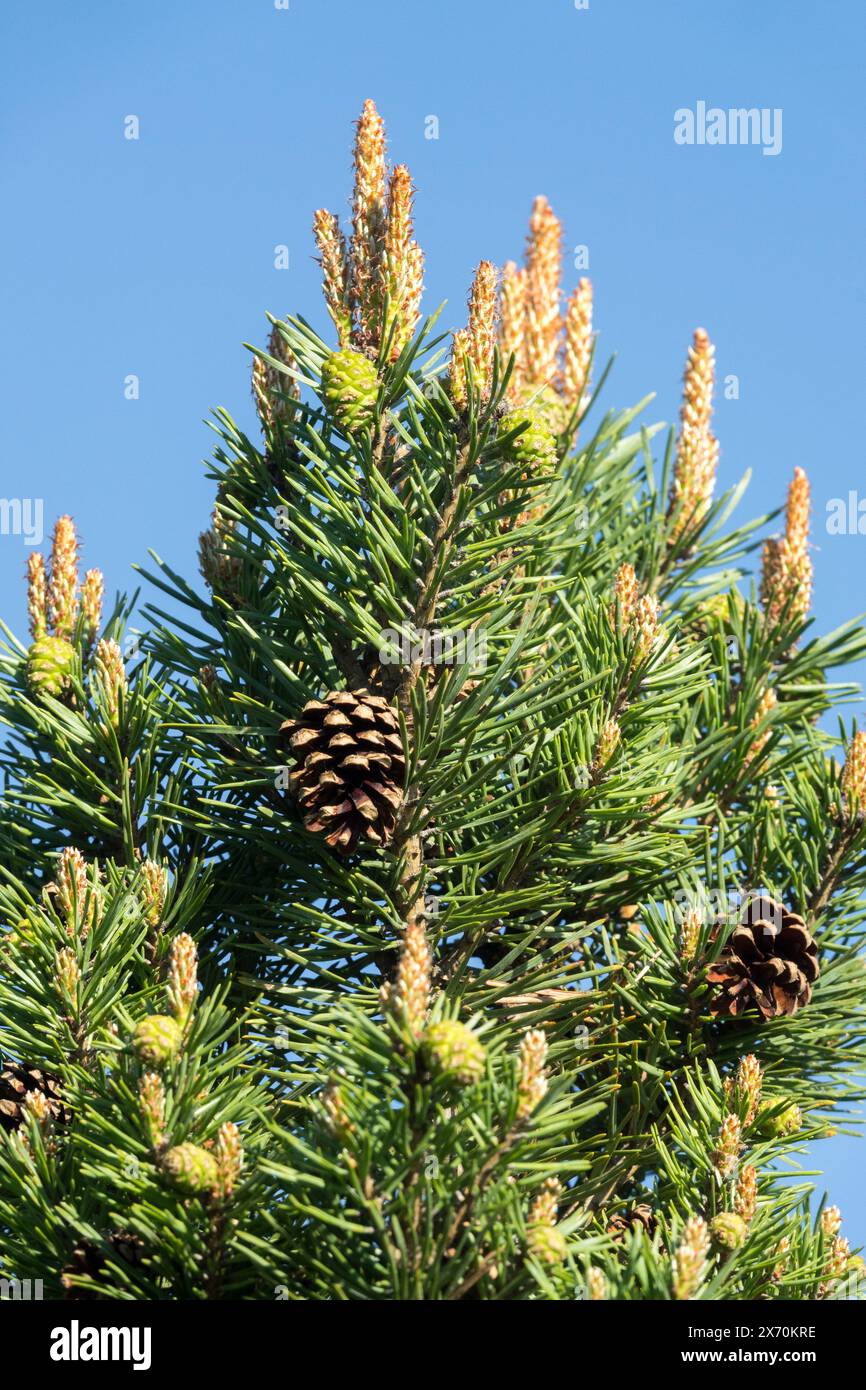 Pinus sylvestris nana hi-res stock photography and images - Alamy