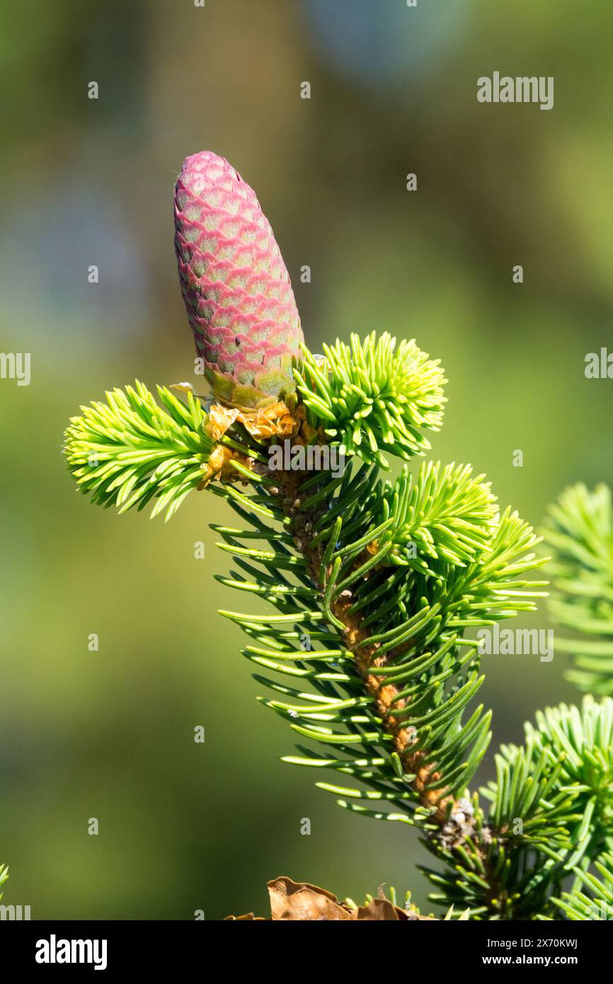 Norway spruce Cone Picea abies "Acrocona Stock Photo - Alamy