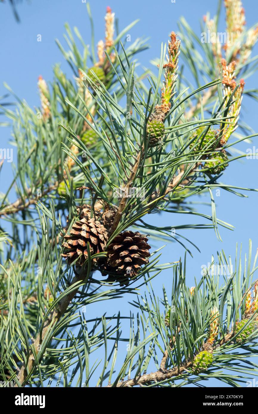 Scotch Pine Cones Pine Scots Pine Pinus sylvestris "Alba Picta" Conifer ...