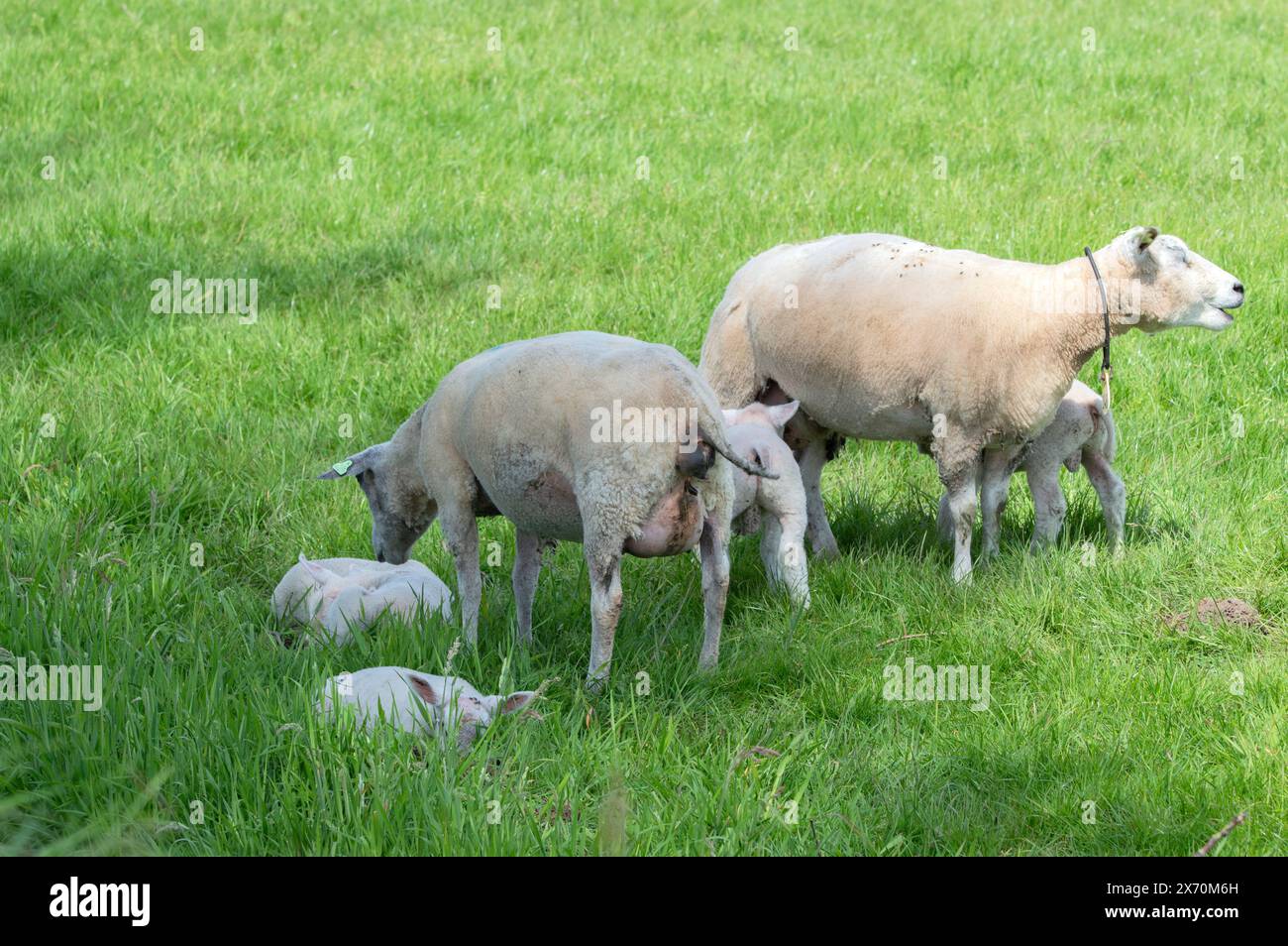 5 lambs hi-res stock photography and images - Alamy