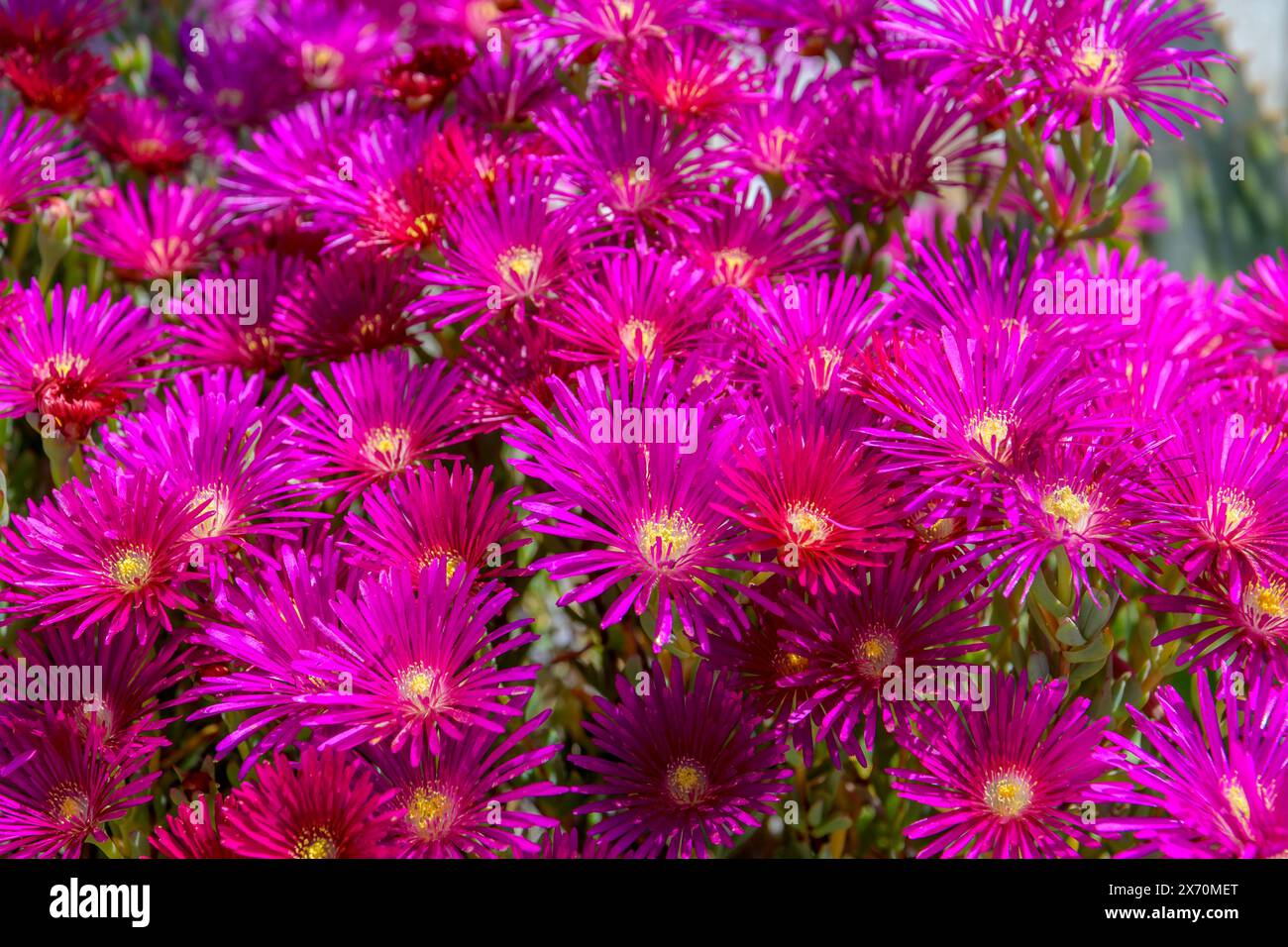 Vibrant pink flowers, likely from the genus Lampranthus, commonly known ...